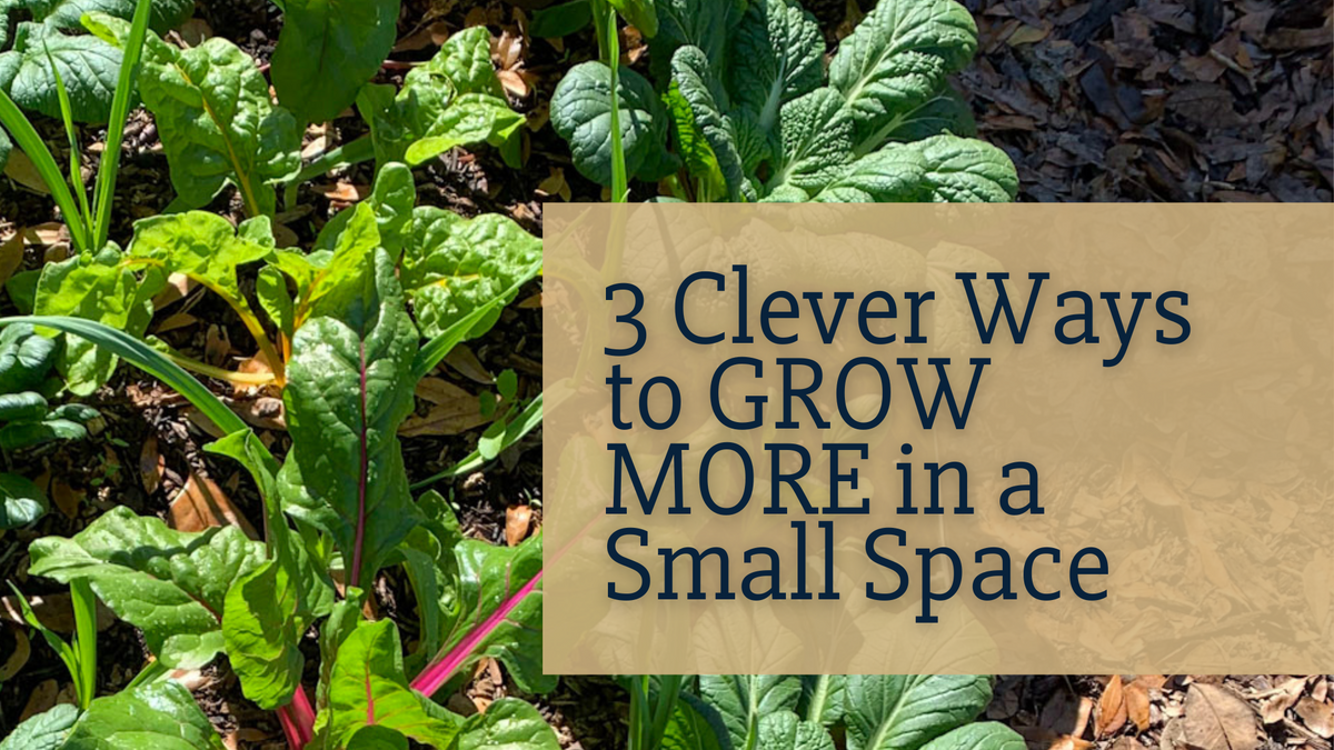 3 Clever Ways to GROW MORE in a Small Space – TheUrbanHarvest