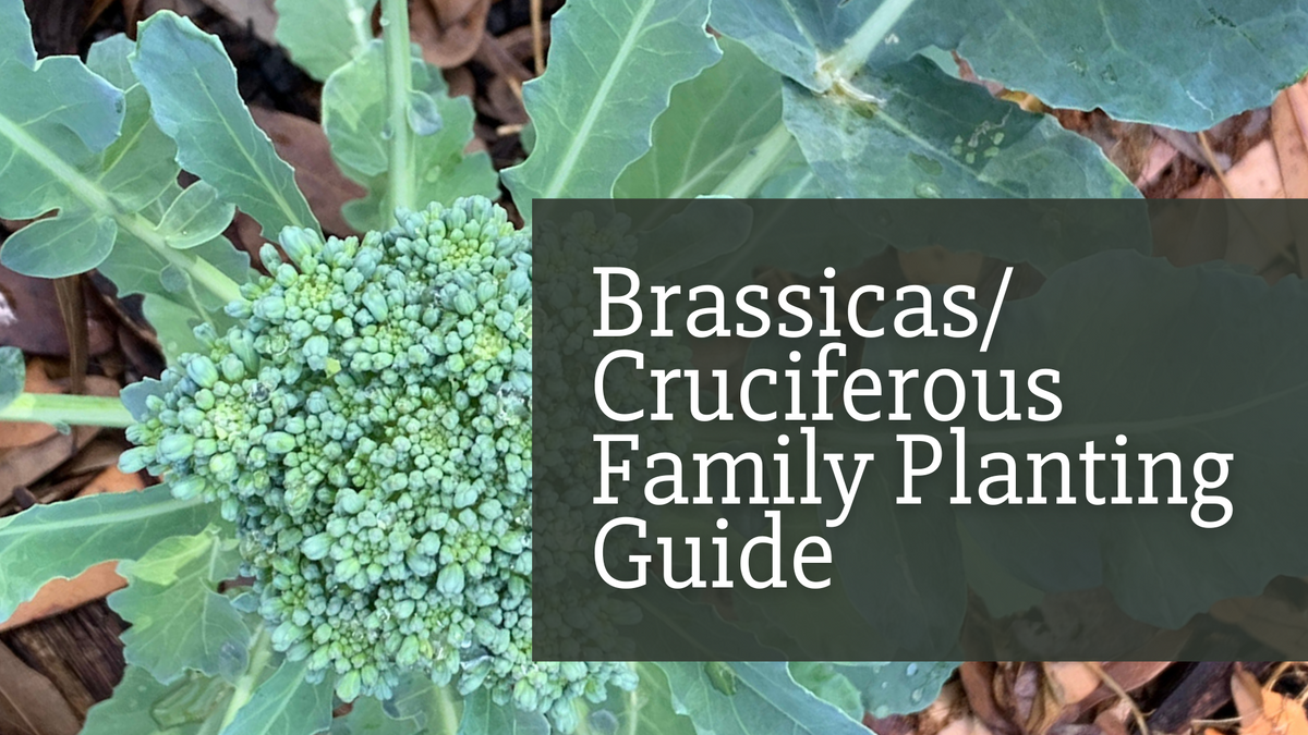 Brassicas/ Cruciferous Family Planting Guide for Florida Gardeners ...