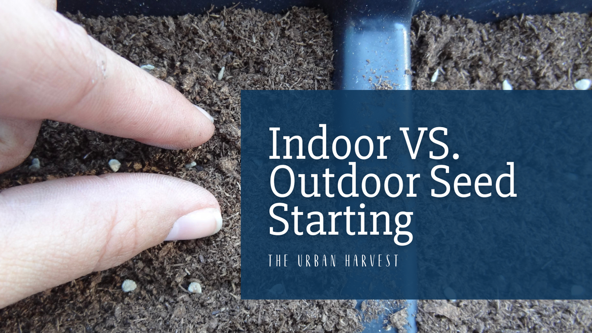 Indoor VS. Outdoor Seed Starting in Florida – TheUrbanHarvest