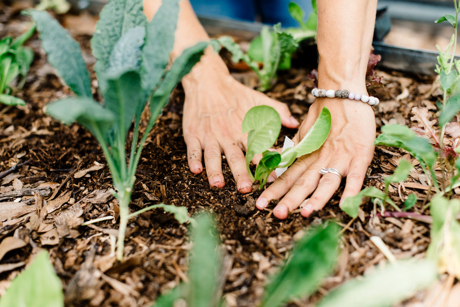 The Urban Harvest – TheUrbanHarvest