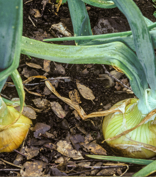 Texas Early Grano Onion – The Urban Harvest