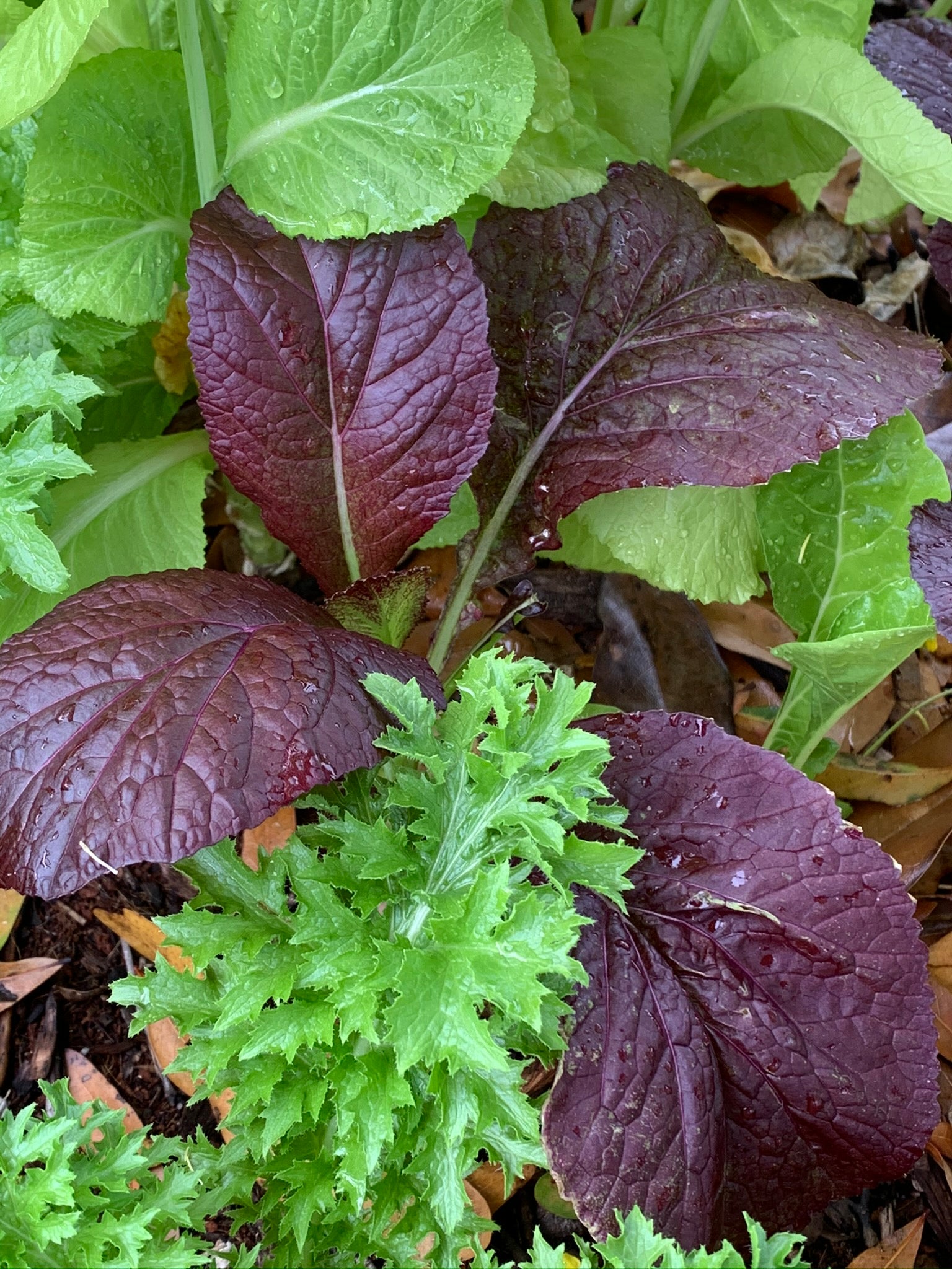 Red Giant Mustard – TheUrbanHarvest