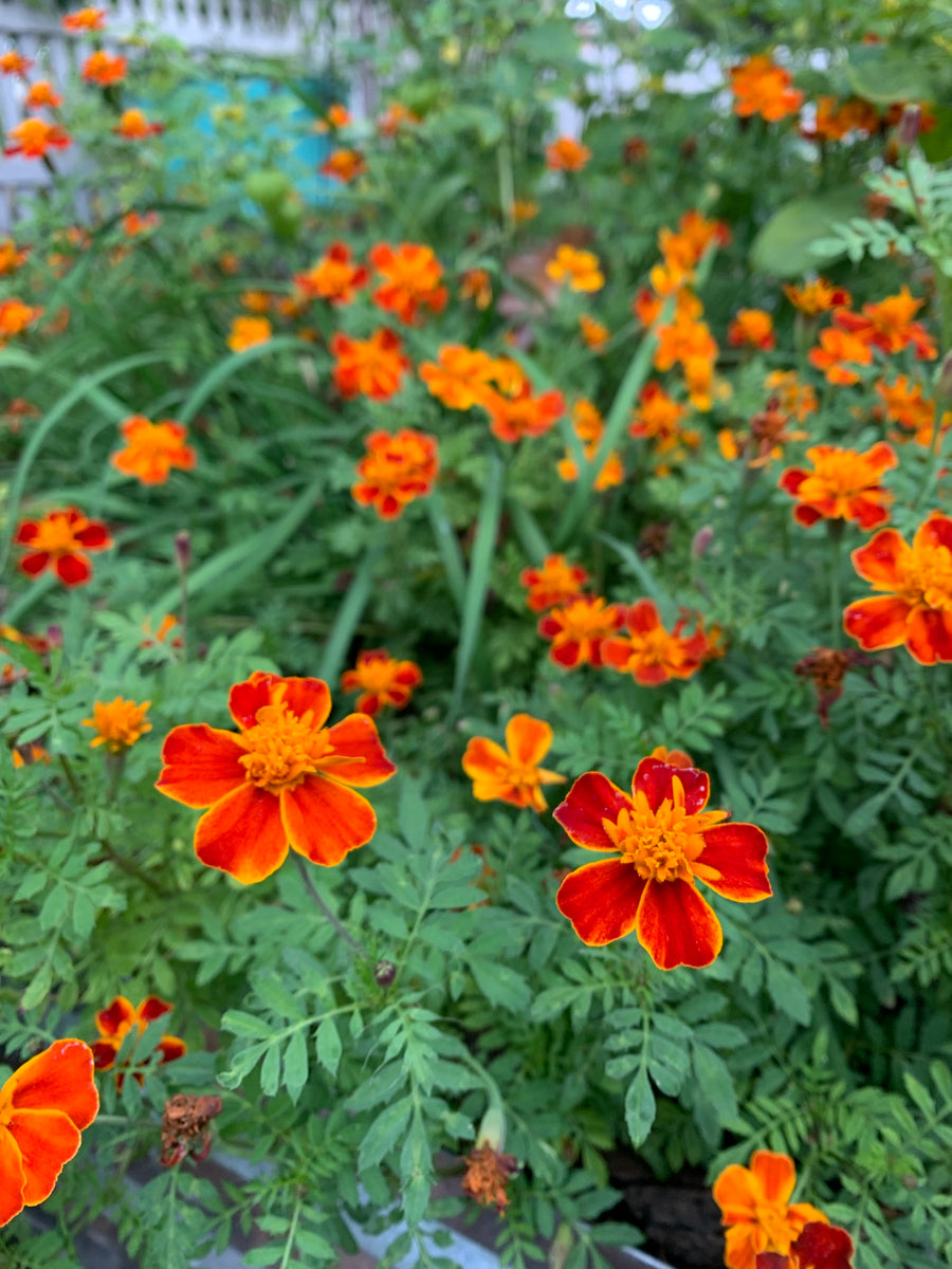 Frances's Choice Marigold – The Urban Harvest