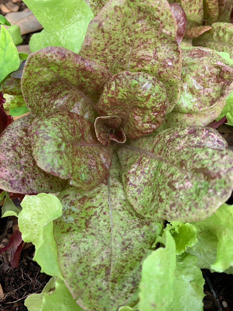 Speckled Bibb Lettuce – TheUrbanHarvest
