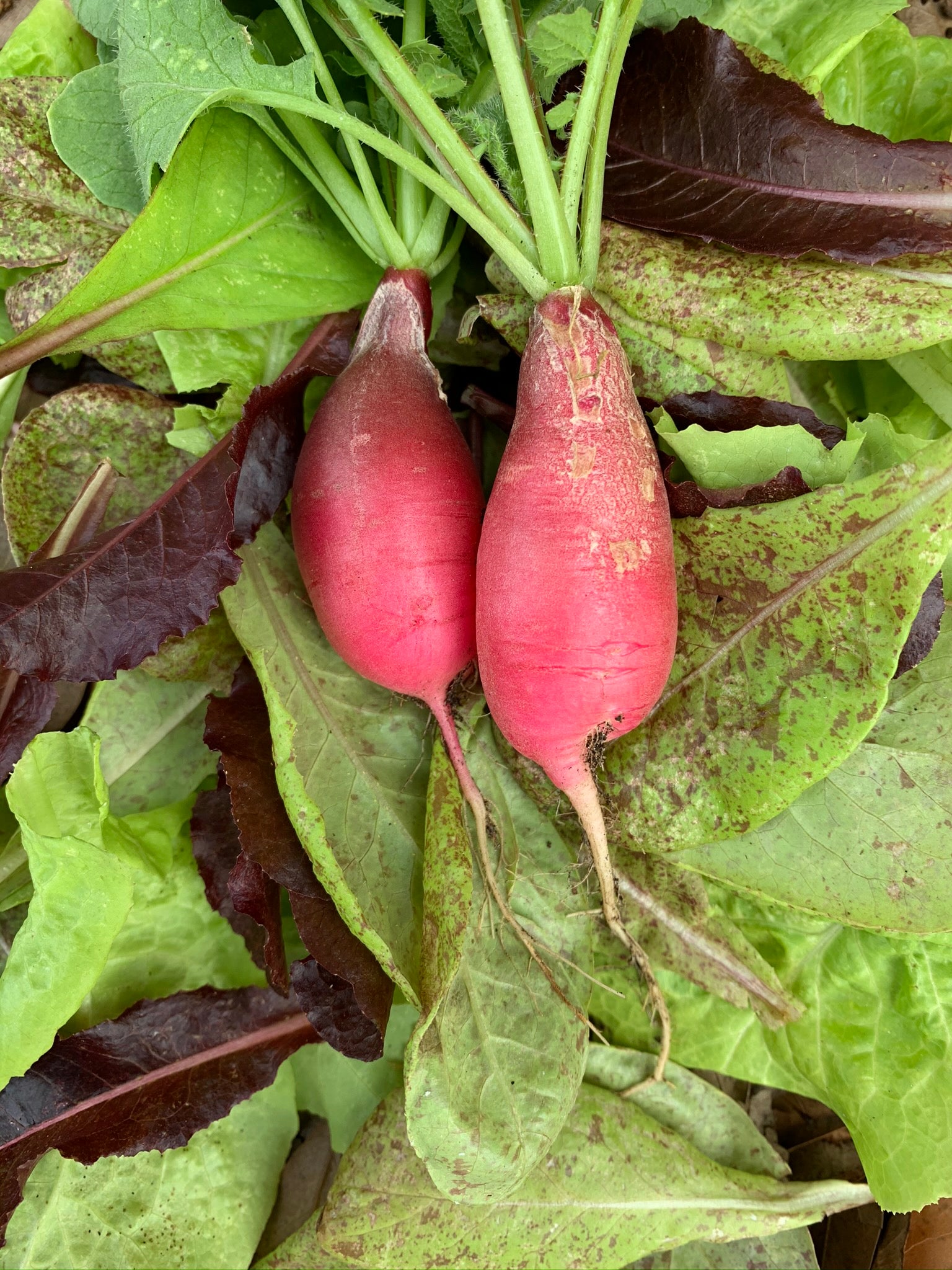 French Breakfast Radish – The Urban Harvest