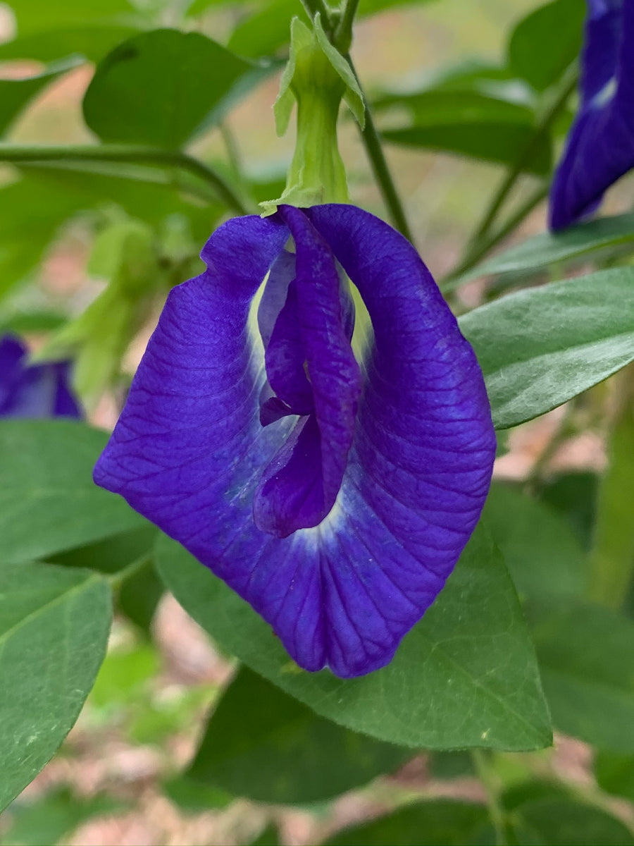 Common Butterfly Pea – The Urban Harvest