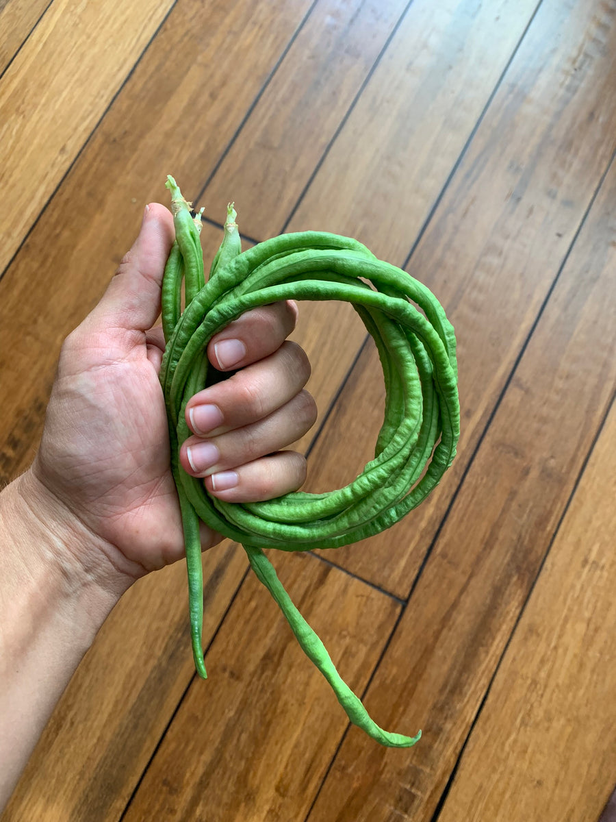 Liana Yardlong Bean – The Urban Harvest