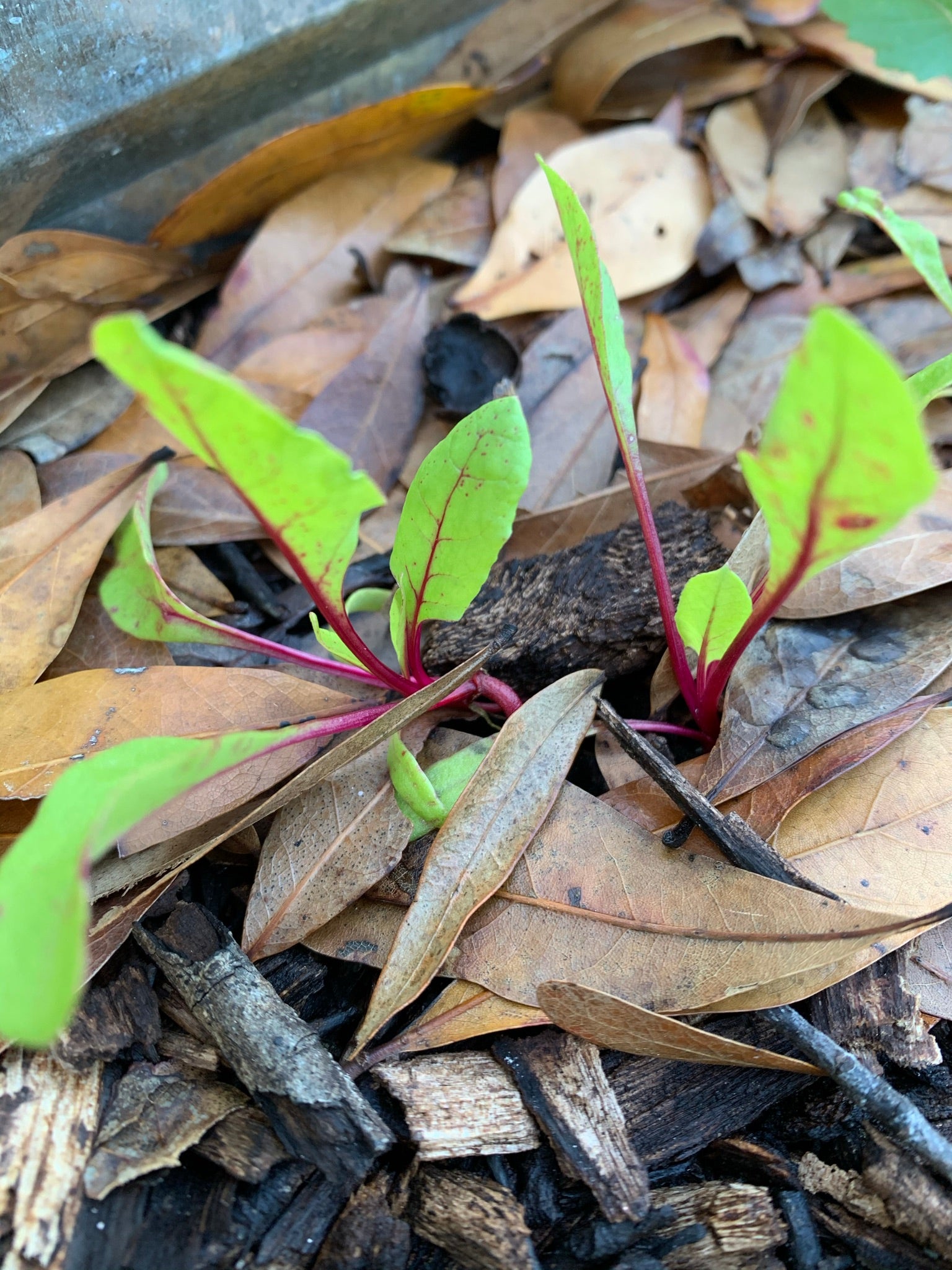 Chiogga Beet – The Urban Harvest
