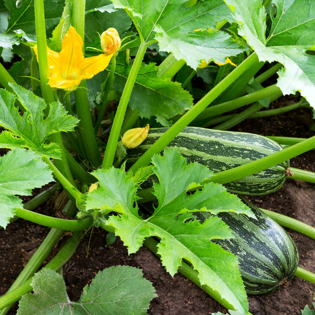 Costata Romanesca Squash – The Urban Harvest