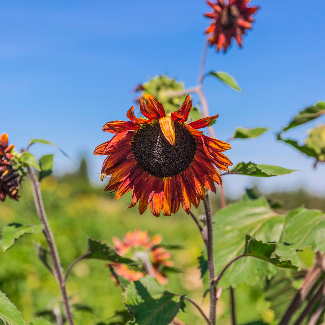 Evening Sun Sunflower – TheUrbanHarvest